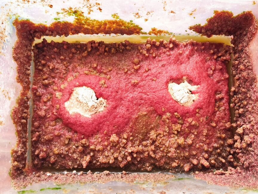 Трубочник изя готовый контейнер