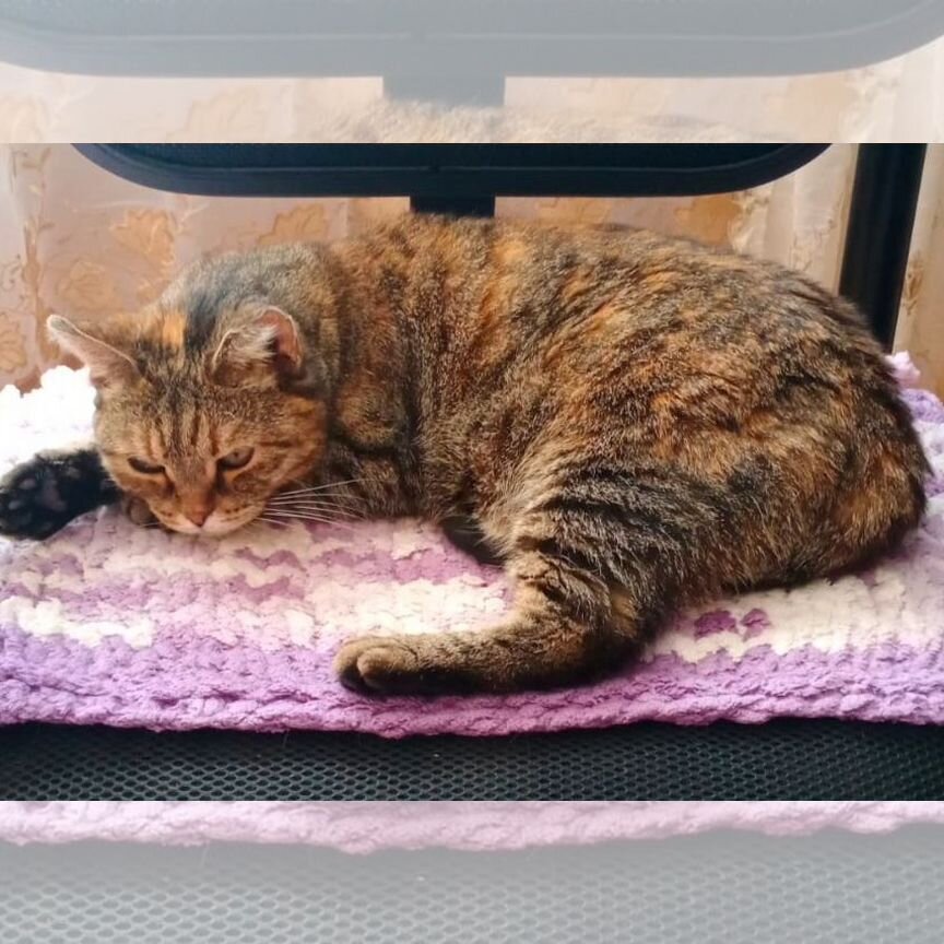 Взрослая кошка в добрые руки