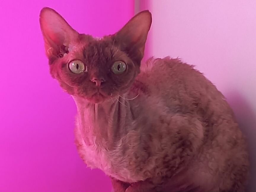 Девон-рекс редкий окрас Цинамон