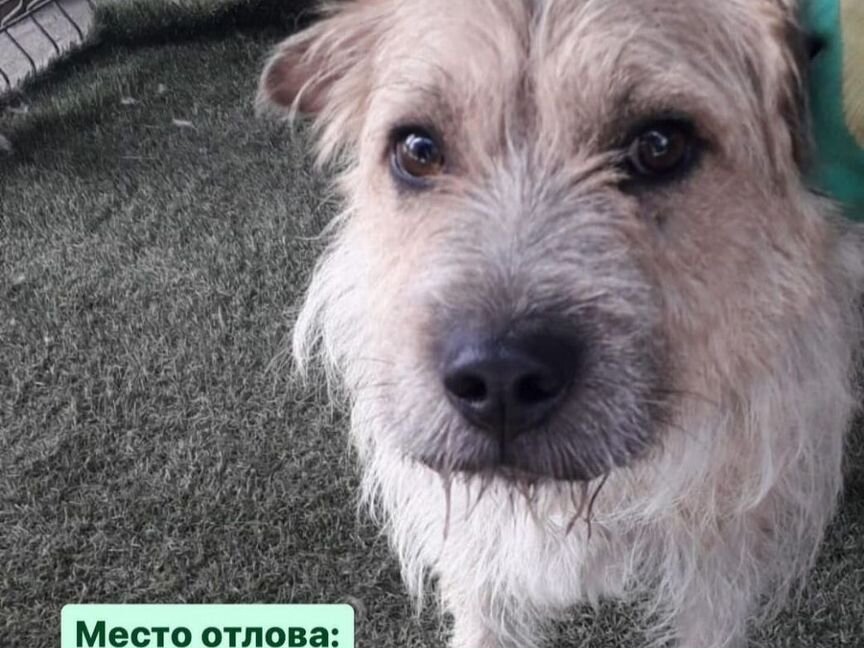 Я никогда не выйду из отлова живым