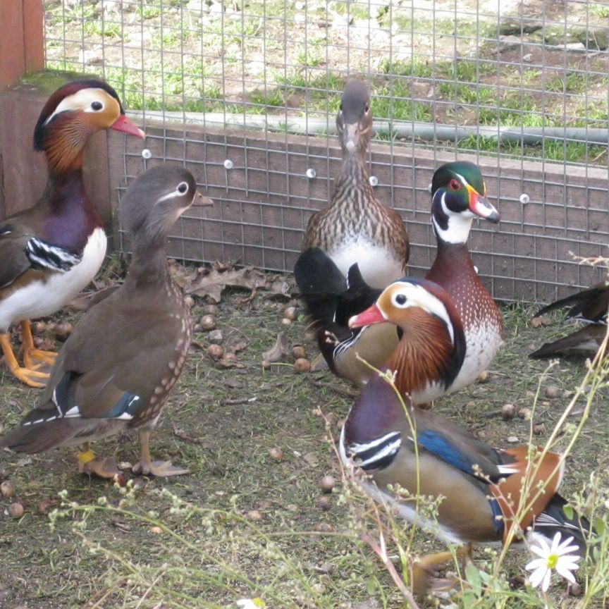 Декоративные утки