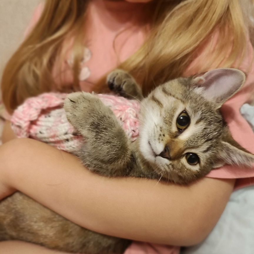 Котенок ищет дом