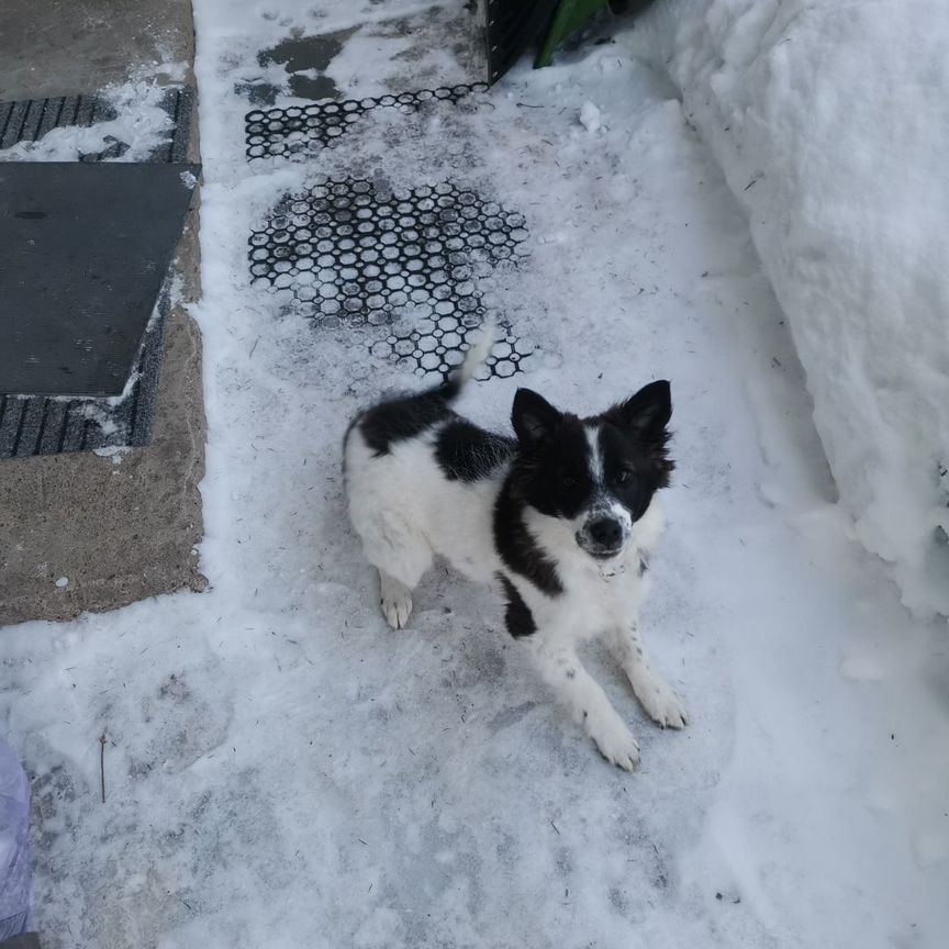 Собачка Ищет хозяина