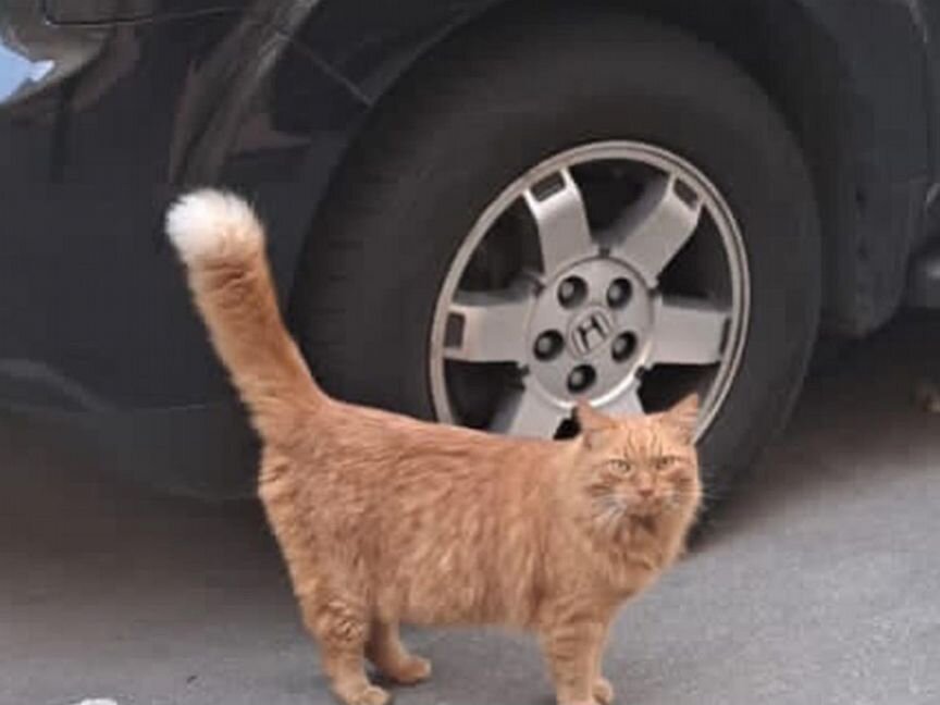 Рыжий кот ищет дом в добрые руки