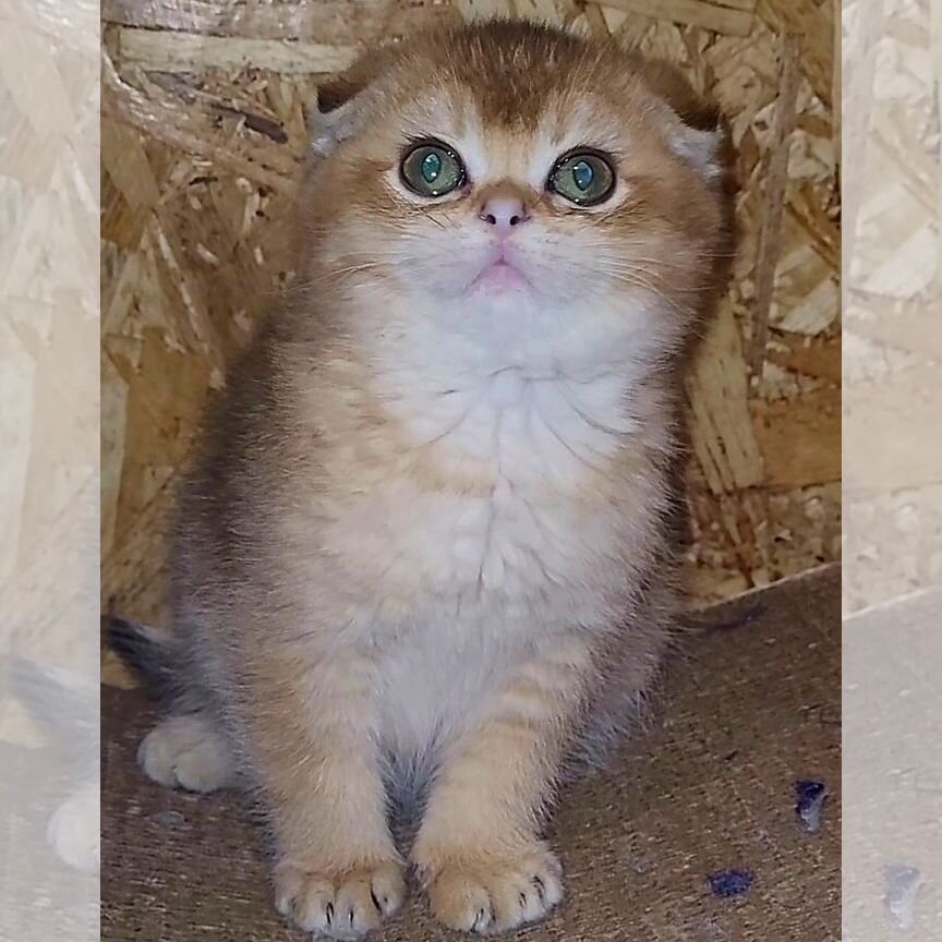 Шотландская булочка