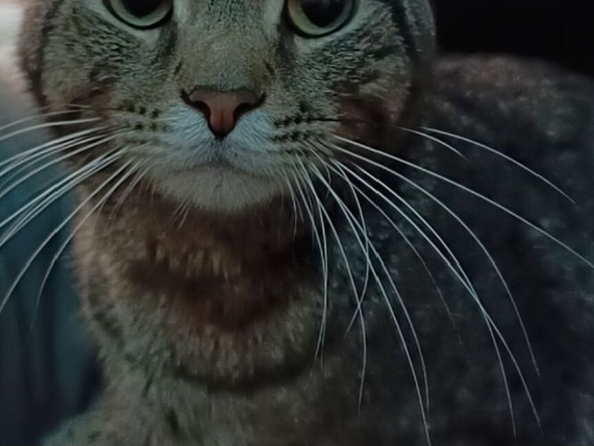 Европейский короткошерстный