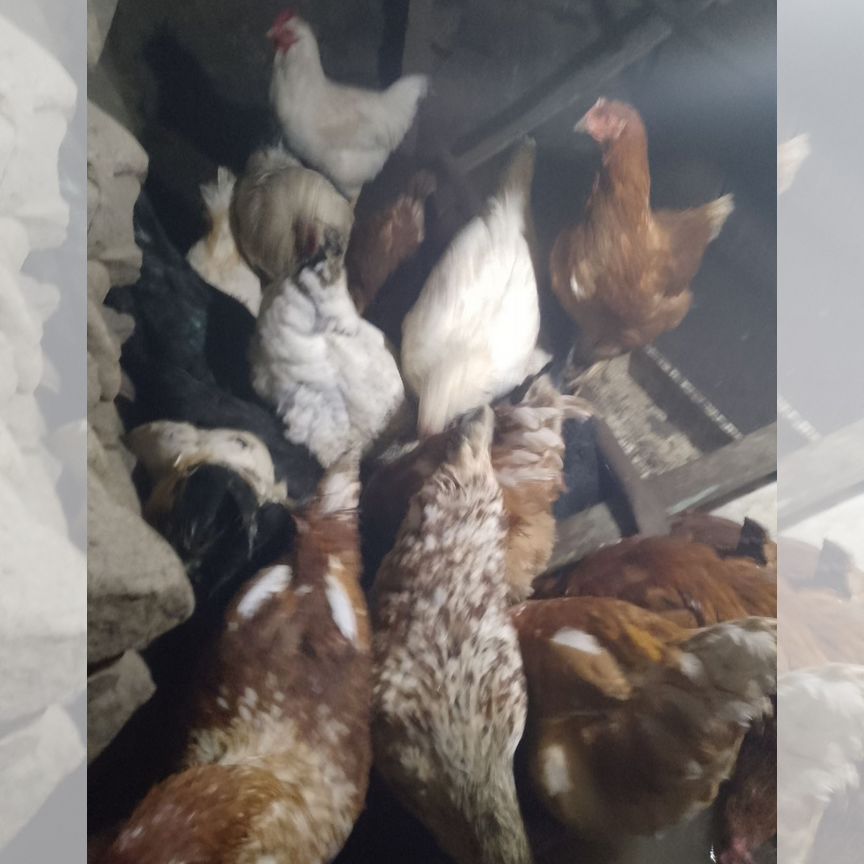 Куры молодки