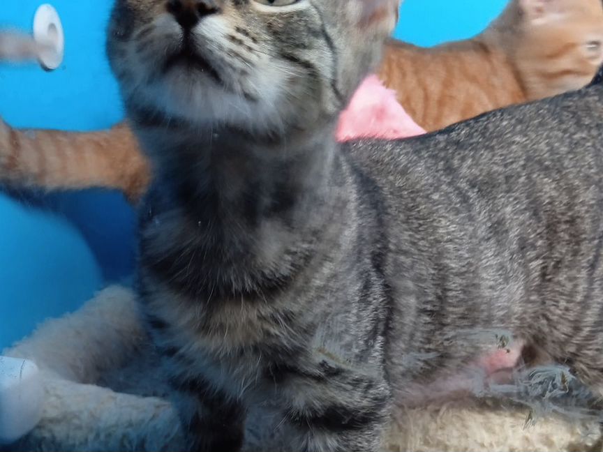 Котенок полосатый 2 месяца