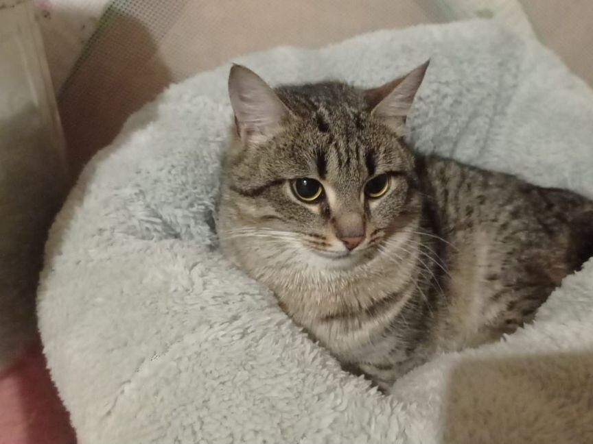 Кошка