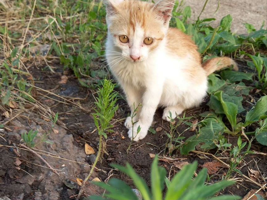 Котята в добрые руки бесплатно