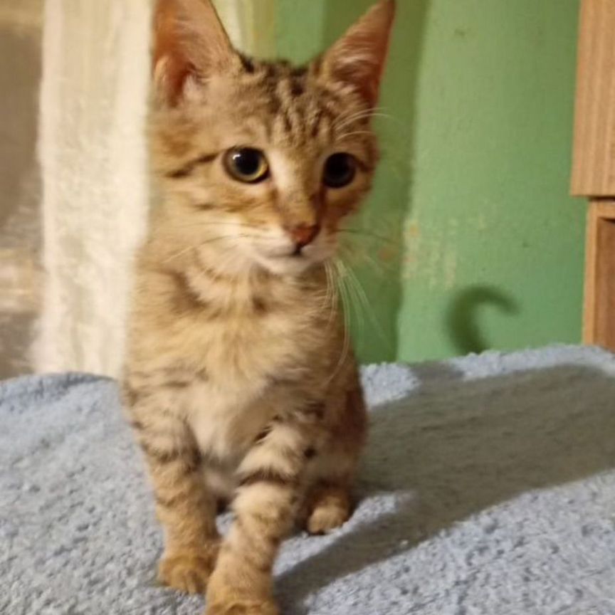 Котенок ласковый полосатик