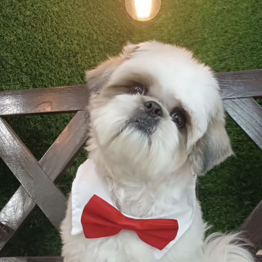 Ши-тцу, взрослая собака