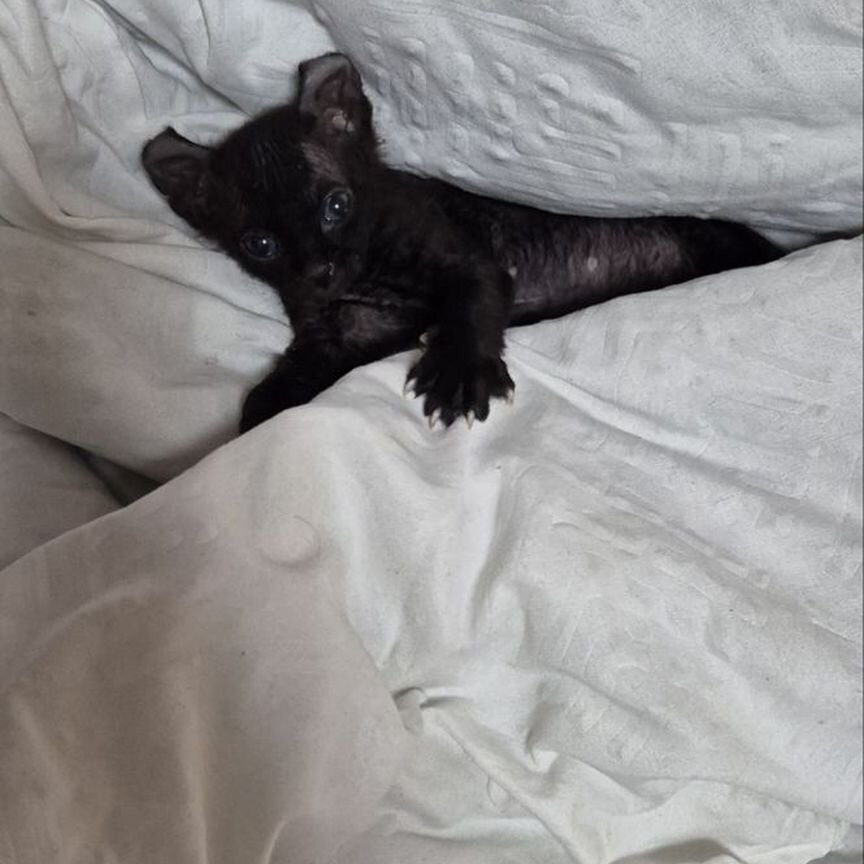 Сфинкс эльф котенок