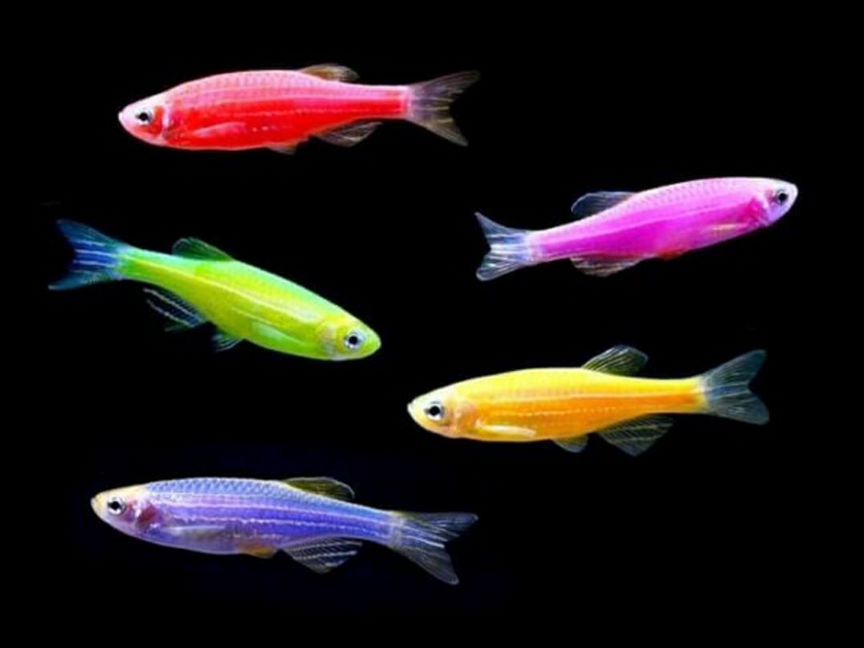 Данио Гло Фиш вуалевые 6шт