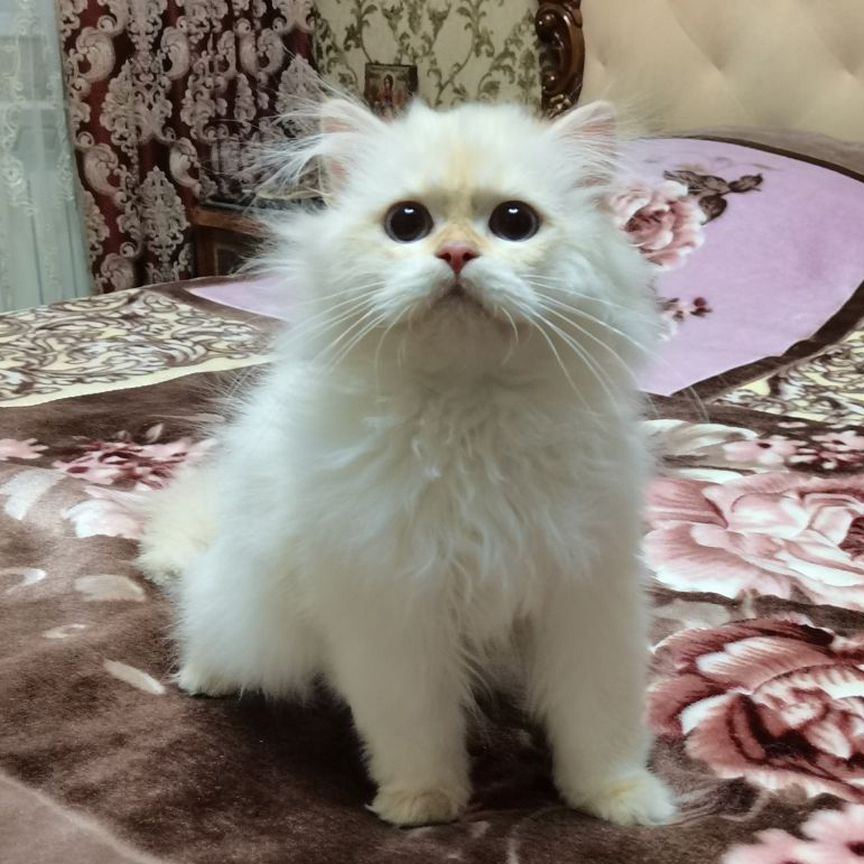 Котенок