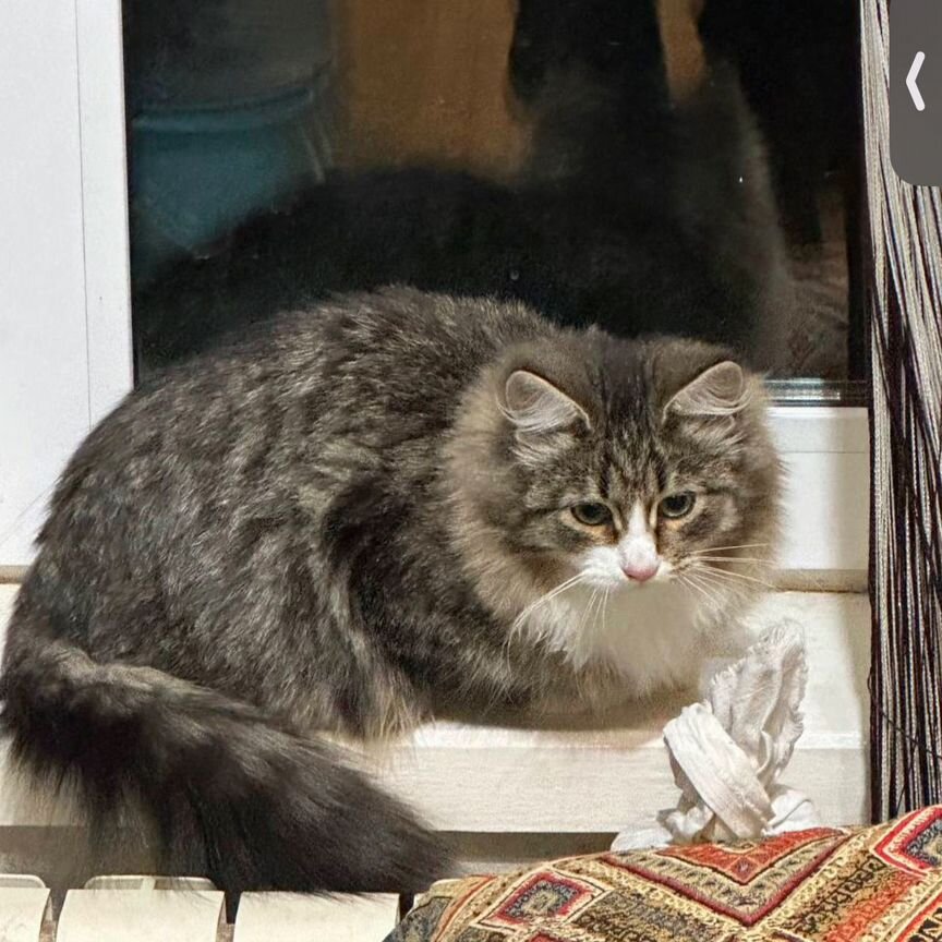 Котик около 5 месяцев