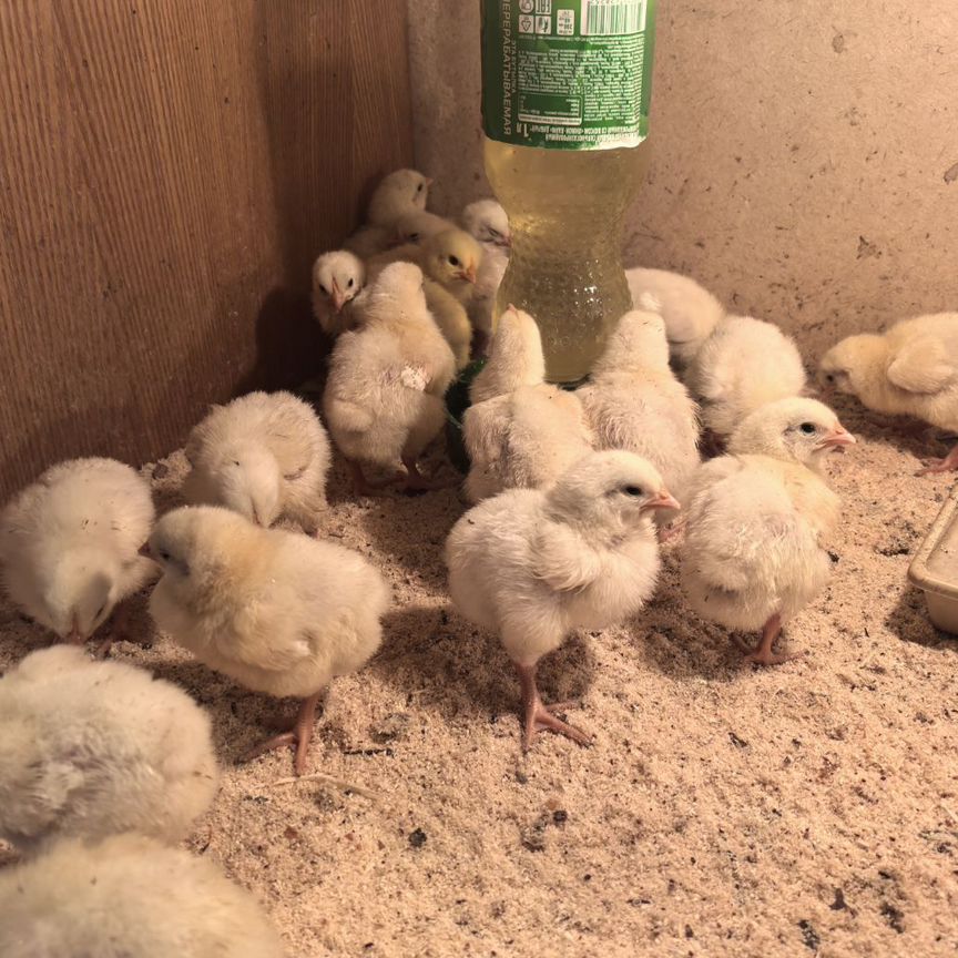 Цыплята бройлеры