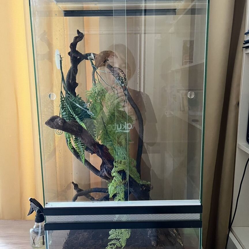 3 бананоеда с террариумом