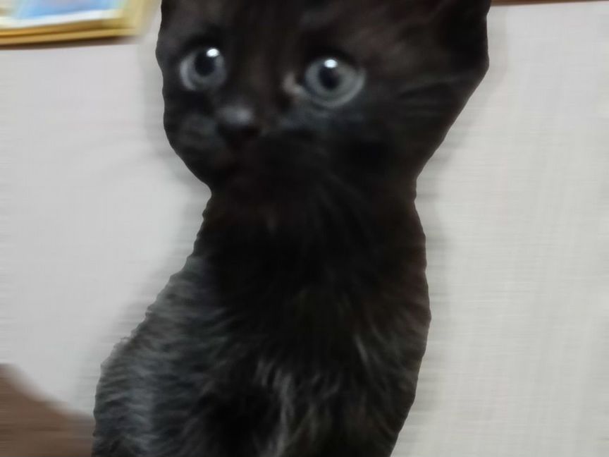 Кошка