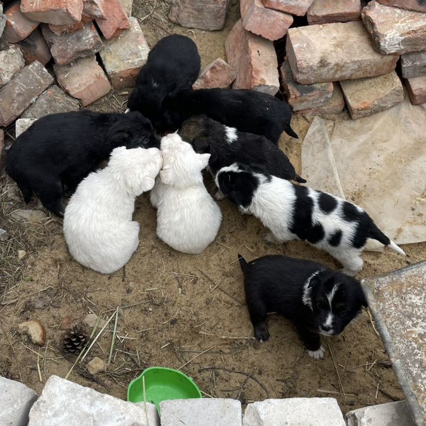 Щенки дворняги в добрые руки