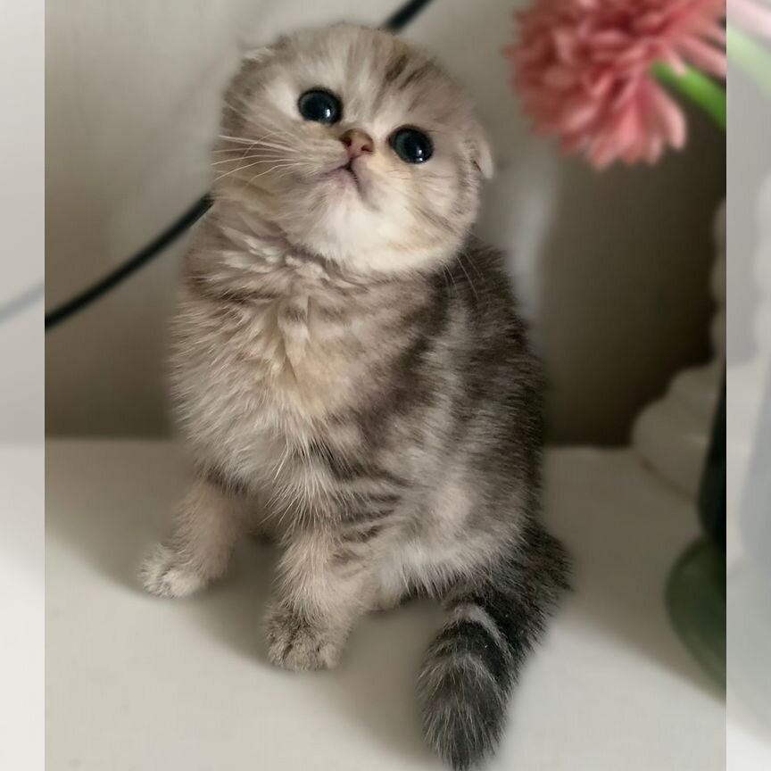 Шотландский вислоухий короткошёрстный котёнок