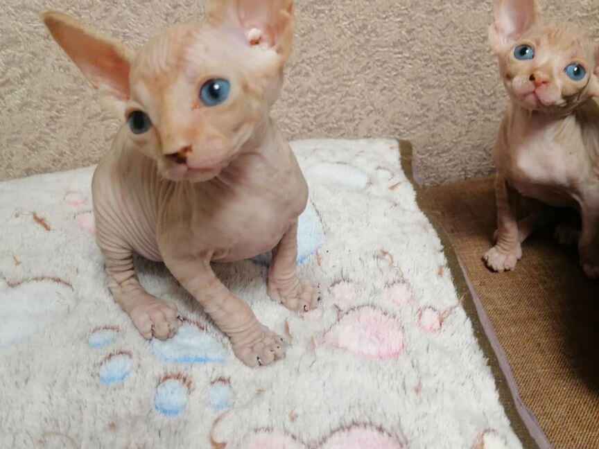 Канадский сфинкс котята