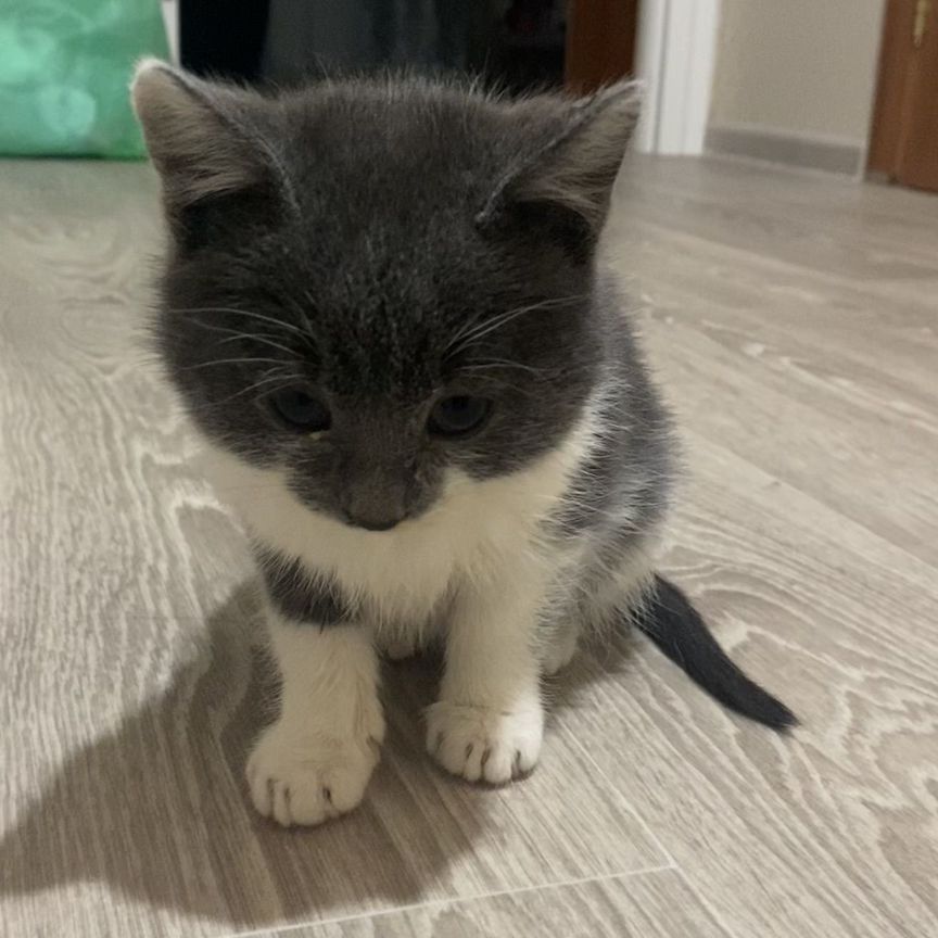 Маленький котенок юпи ищет семью