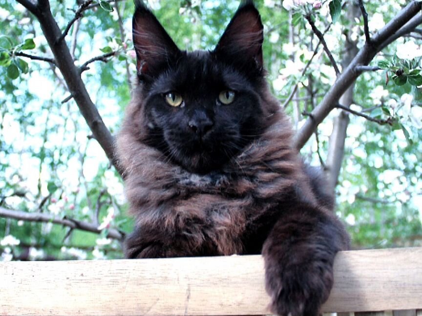 Мейн Кун чёрный продается