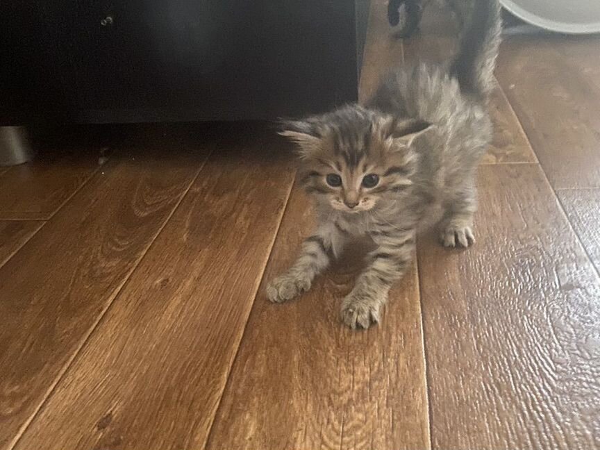 Отдам в добрые руки котят девочек