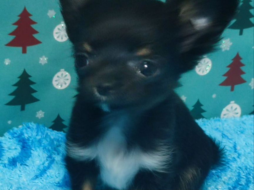 Чихуахуа мини мальчик