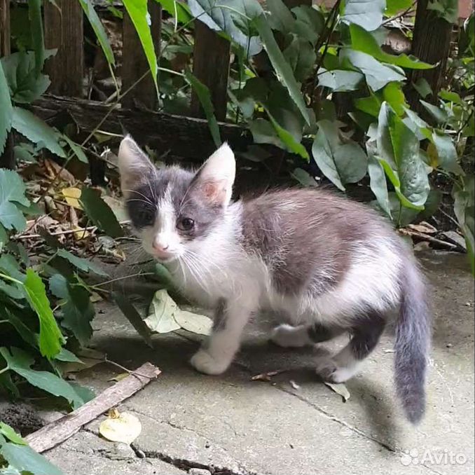 Эльфийский котёнок