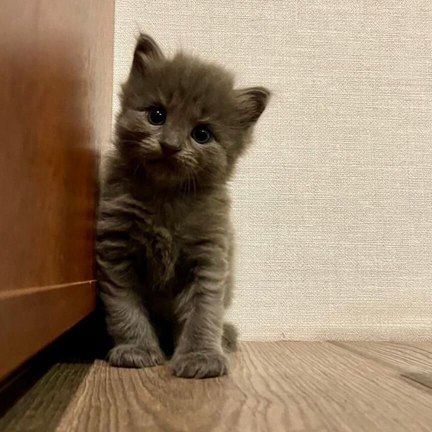 Котик в добрые руки