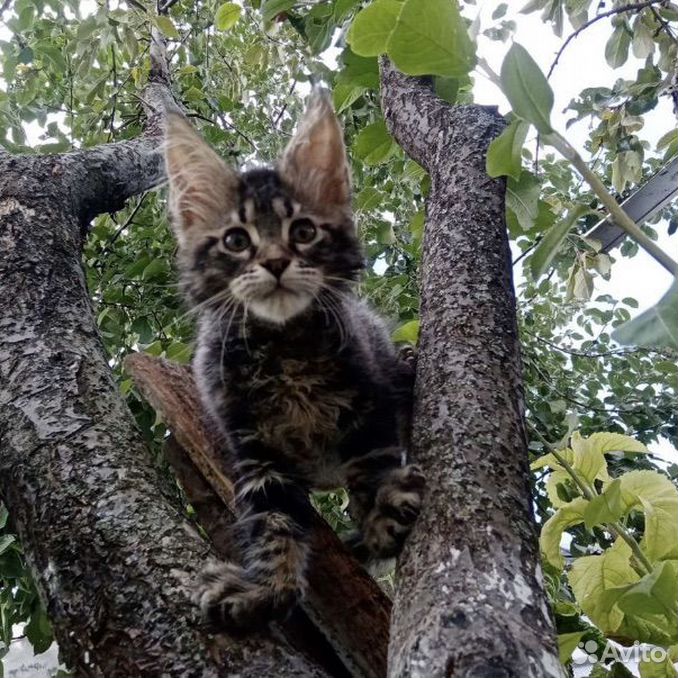 Котята майкун бесплатно