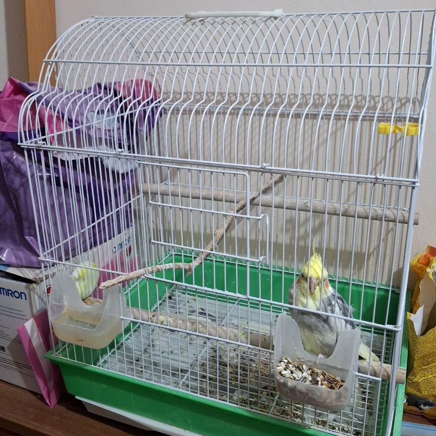 Попугай корелла