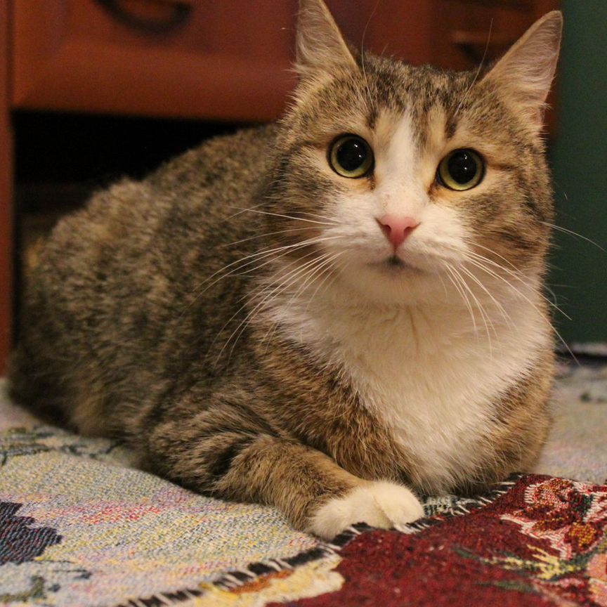 Котёнок от частного владельца