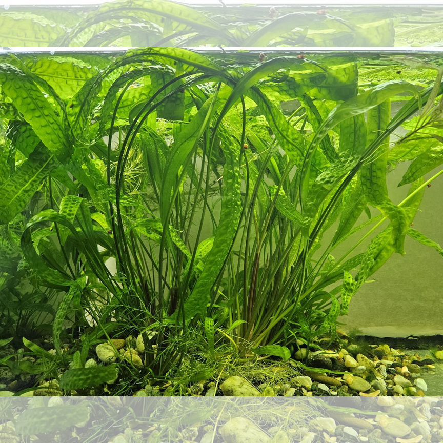 Криптокорина