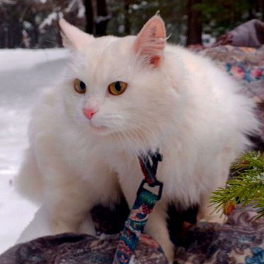 Каспер, белоснежный кот