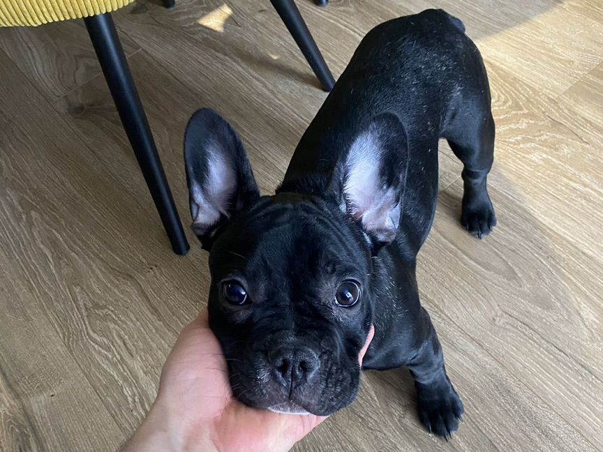 Французкий будьдог