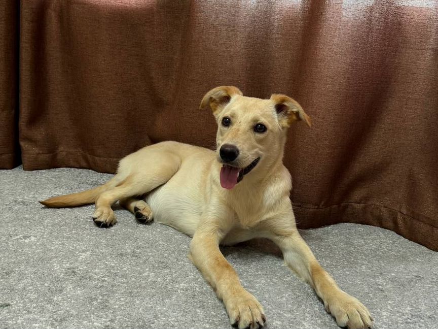 Собака. Марли. Михайловск