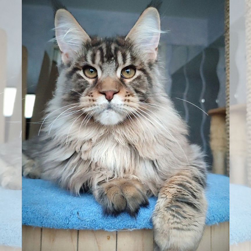 Мейн-кун нереальной красоты