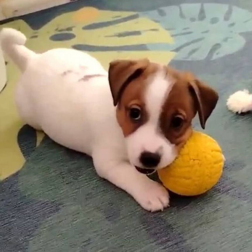 Джек-рассел-терьер, щенок