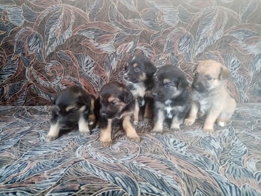 Щенки метисы в добрые руки
