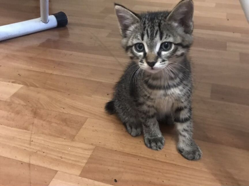 Кошка