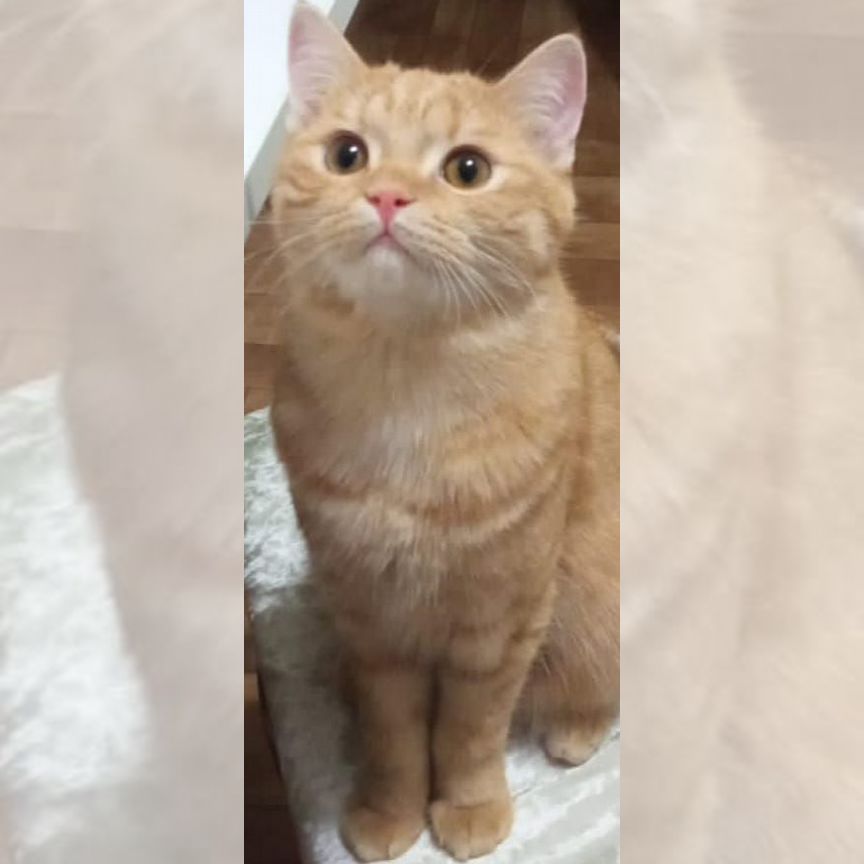 Шотландский кот вязка