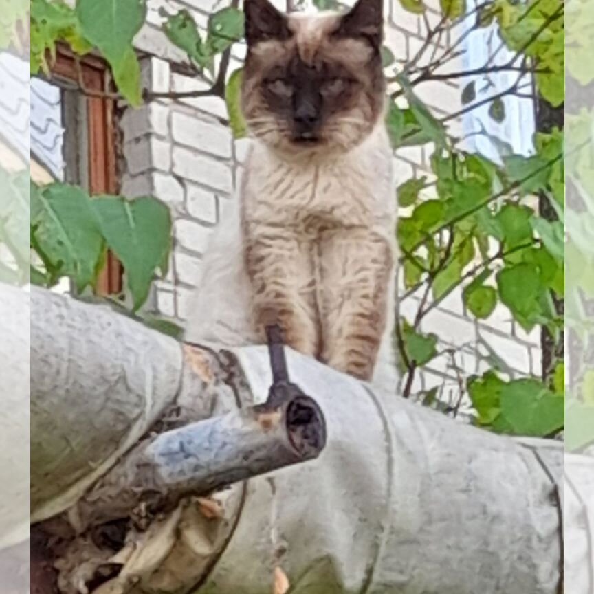 Грозный кот-мышелов благородных кровей