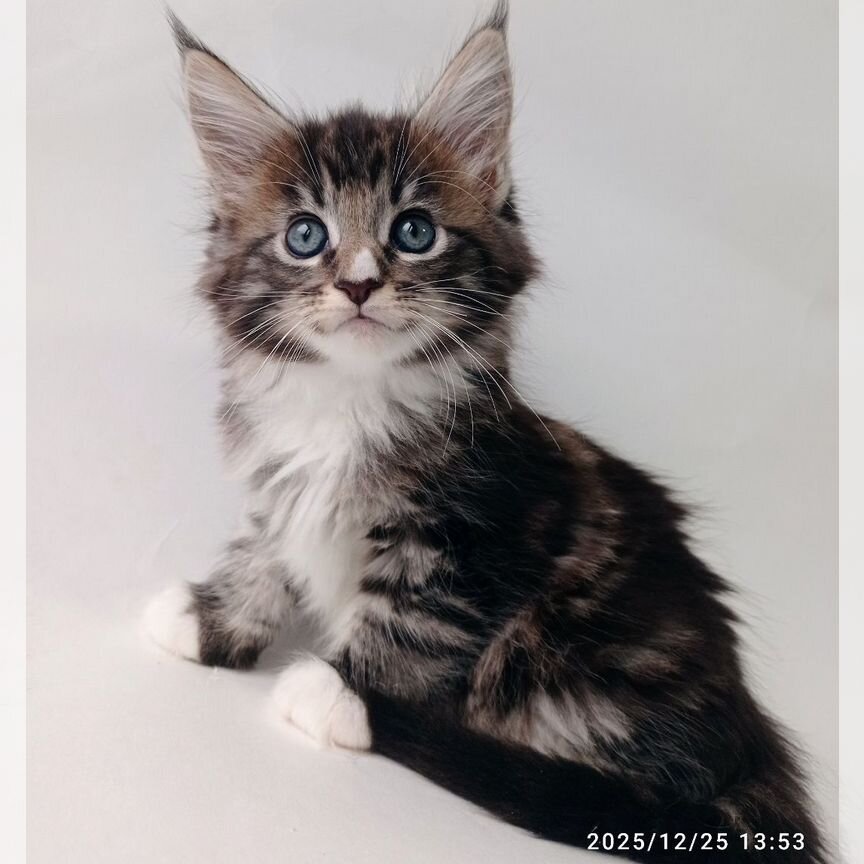 Мейн-кун котёнок