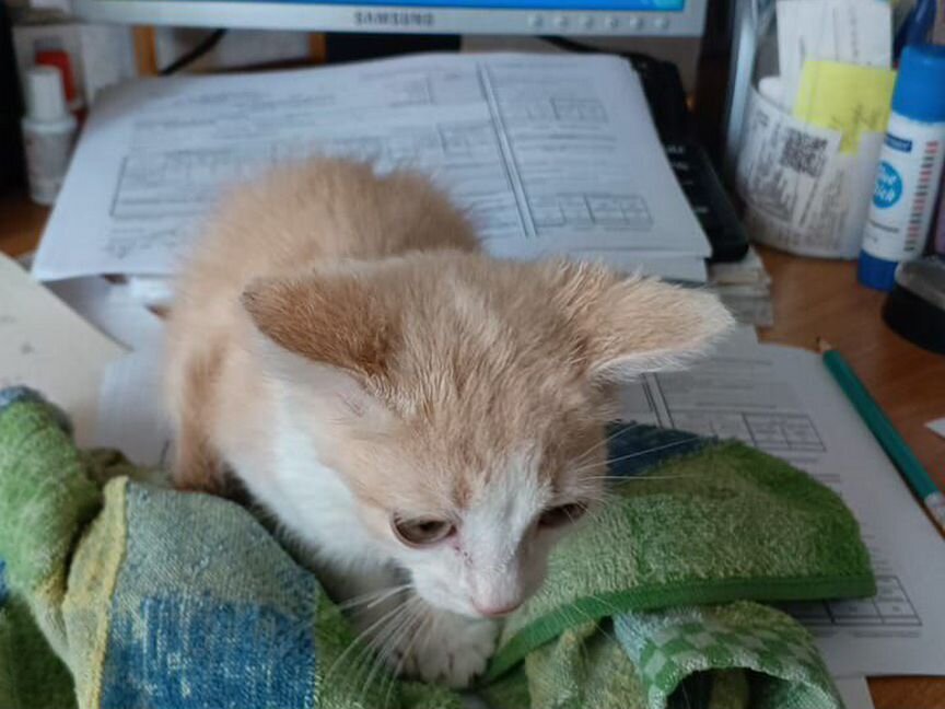 Котёнок ищет дом (мальчик)
