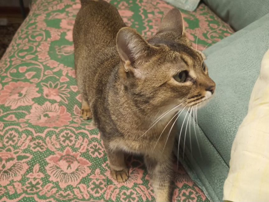 Абиссинская кошка бесплатно
