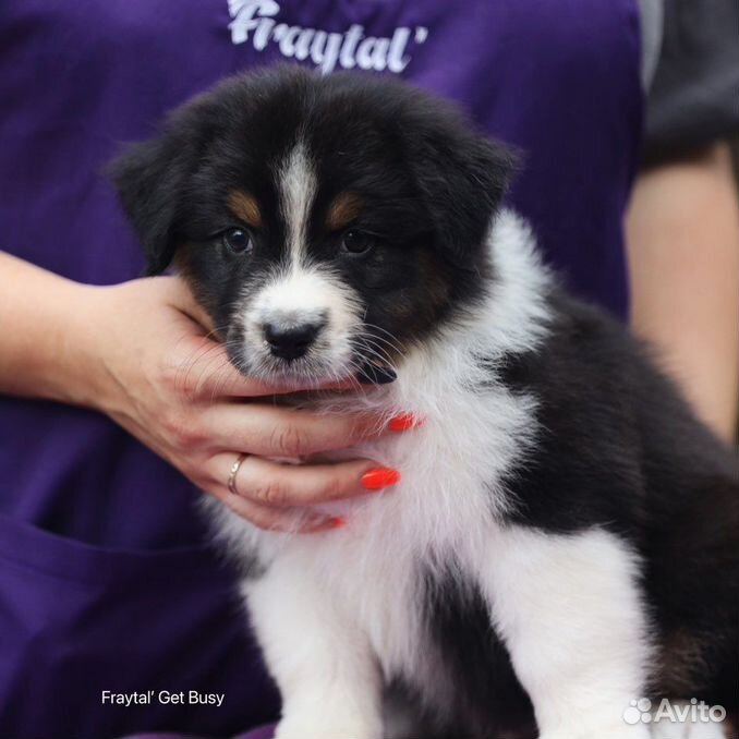 Австралийская овчарка, аусси кобель