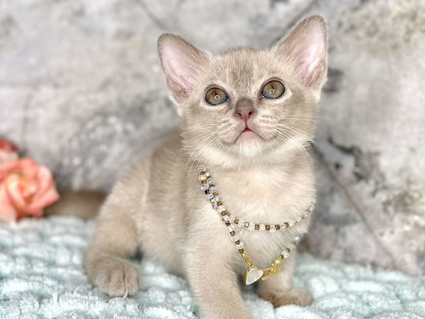 Малыши Бурмы 5о.ооо Шоу Класса